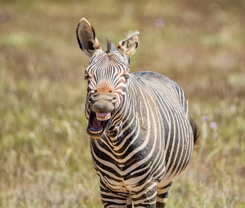 319 Laughing Zebra Stock Photos - Free & Royalty-Free Stock Photos from ...