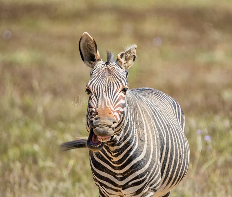 319 Laughing Zebra Stock Photos - Free & Royalty-Free Stock Photos from ...