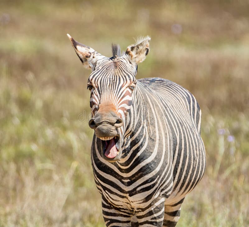 Laughing Zebra stock photo. Image of lone, closeup, cape - 91498224