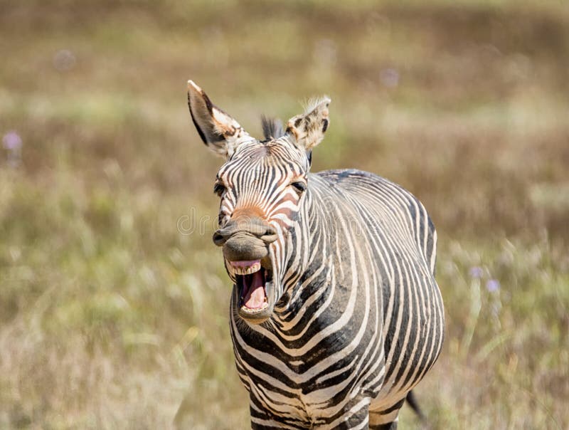 319 Laughing Zebra Stock Photos - Free & Royalty-Free Stock Photos from ...
