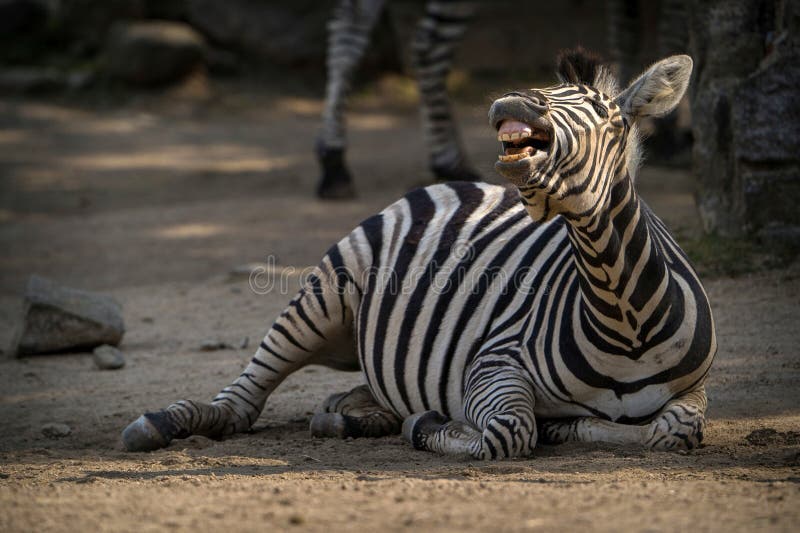 319 Laughing Zebra Stock Photos - Free & Royalty-Free Stock Photos from ...