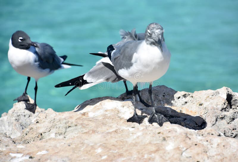 Lauhging Gulls with Feathers Ruffled in the Wind Stock Photo - Image of ...