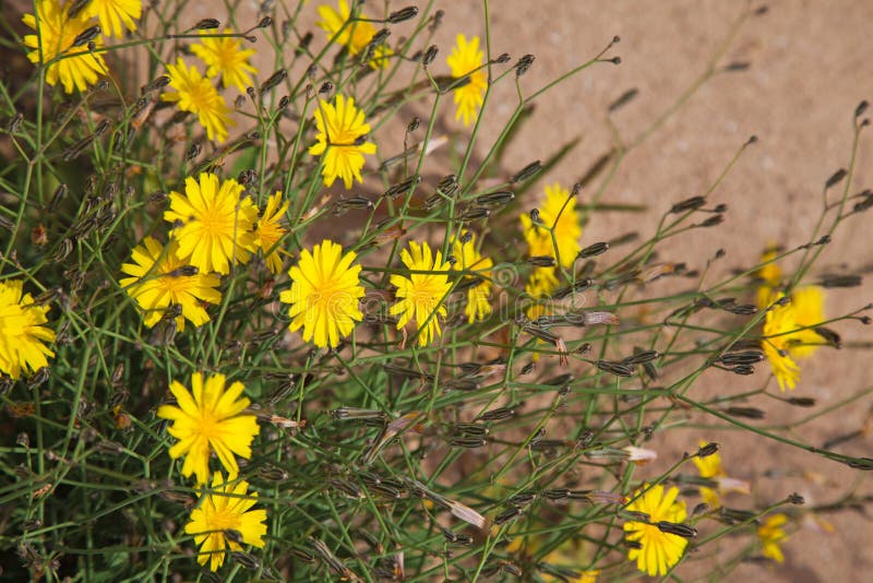 Launaea nudicaulis stock image. Image of background, bright - 30435589