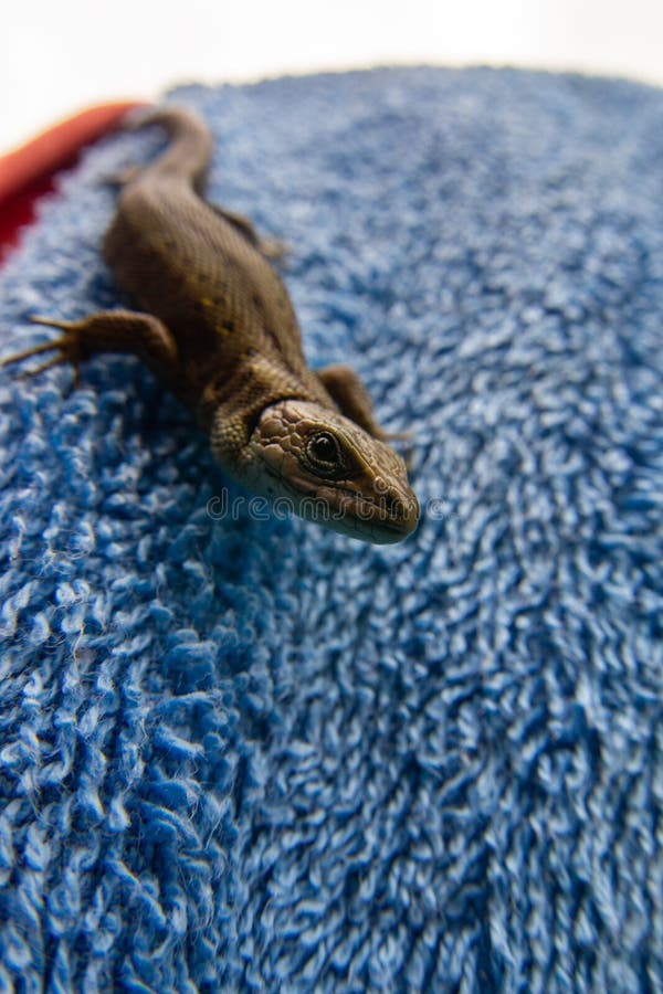 A Lizard Descends on a Blue Towel Stock Image - Image of detail ...