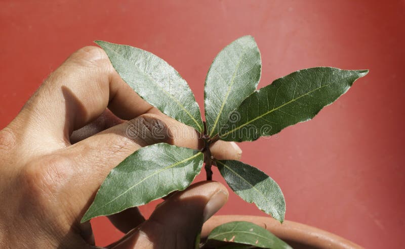 Laurel stock photo. Image of plant, lauraceae, leaves - 15809240