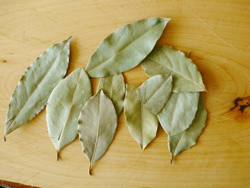 Laurel imagen de archivo. Imagen de color, sabor, laurel - 28141753