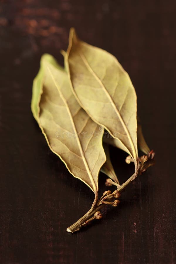 Laurel leaves. stock image. Image of leaf, organic, flavor - 23328867