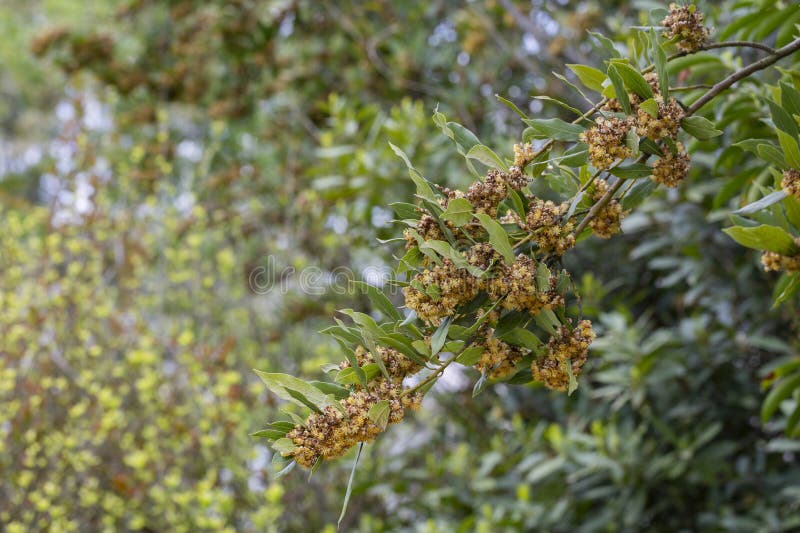 Laurel Blossom Close-up. Laurel Trees Stock Image - Image of tree ...