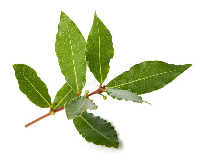 Laurel Branch with Berries and Leaves Stock Image - Image of leaf ...