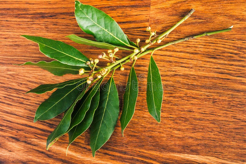 Two Branches of Bay Laurel Leaves Stock Image - Image of branches, herb ...