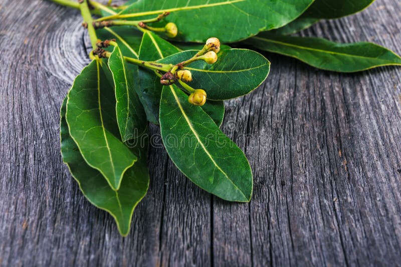 Laurel branch stock image. Image of plant, background - 48318641