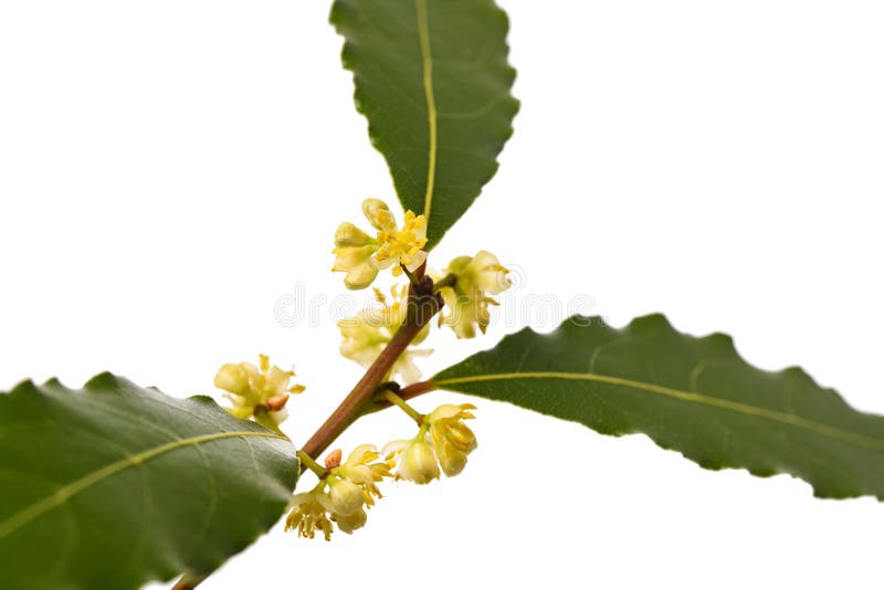 Laurel branch with flowers stock image. Image of branch - 246168549