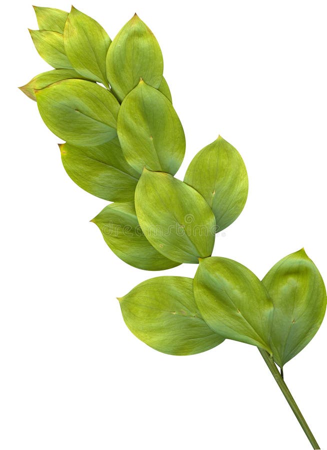 Laurel Branch Isolated on White. Stock Photo - Image of vine, leaf: 6065870