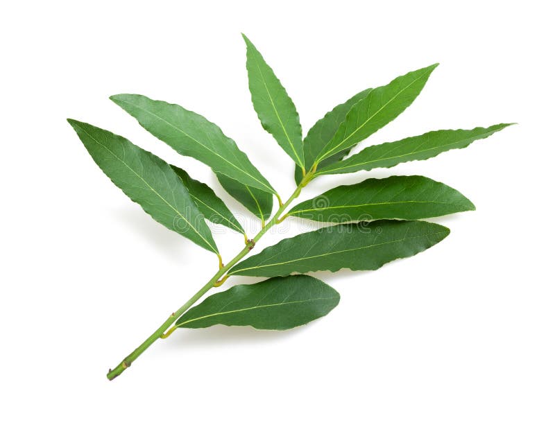Laurel sprig stock photo. Image of ingredients, healthy - 31705208