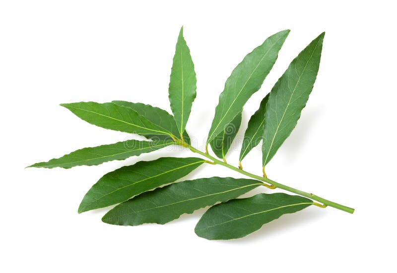 Laurel stock image. Image of spice, branch, nature, aromatic - 57197107