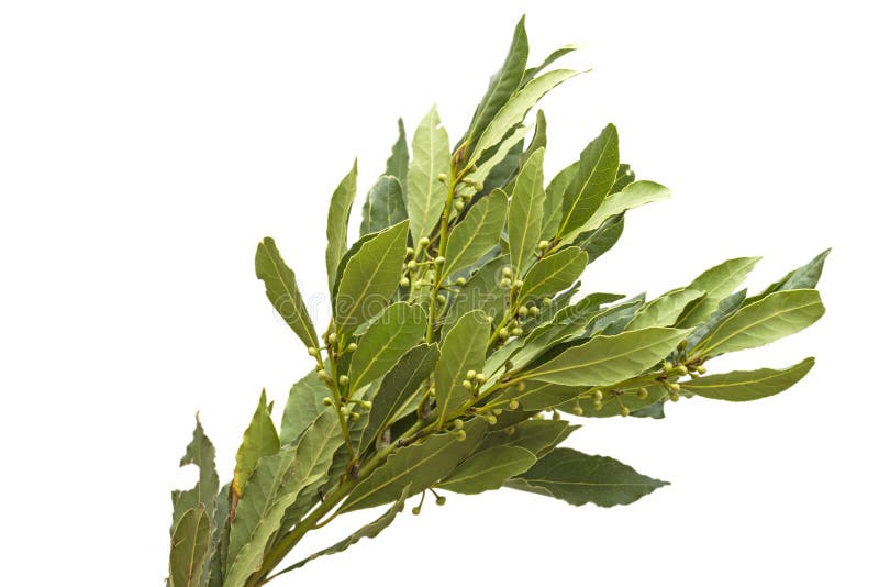 Laurel stock photo. Image of lying, branch, cooking, color - 11904396