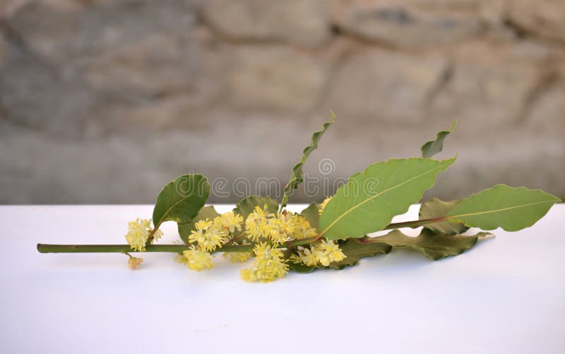 Laurel branch stock image. Image of true, close, nobilis - 69703549