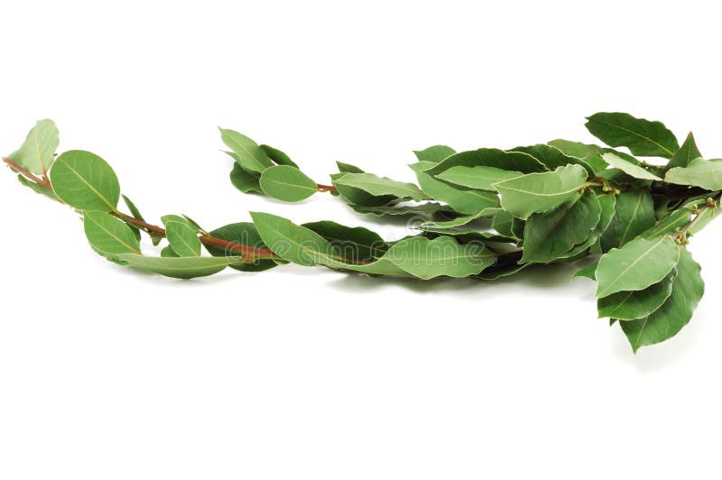 Laurel branches stock image. Image of plant, symbol, sports - 16878551