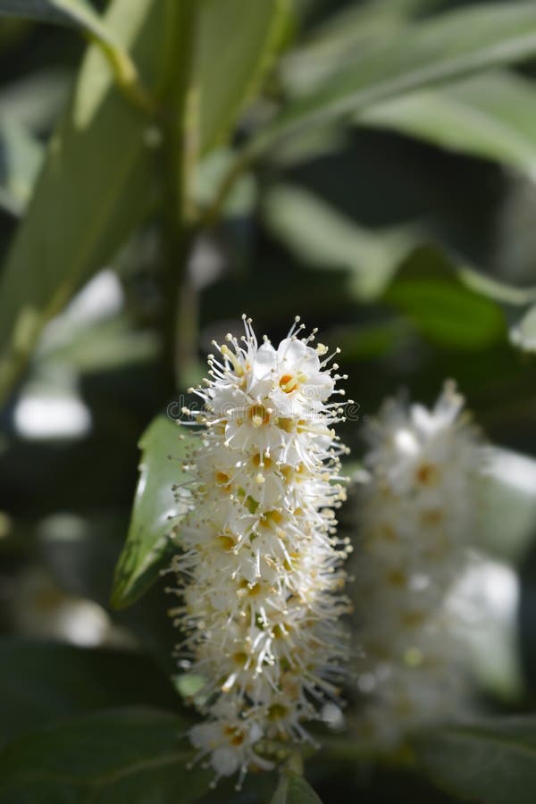 Laurel cherry stock image. Image of laurel, laurocerasus - 211650077