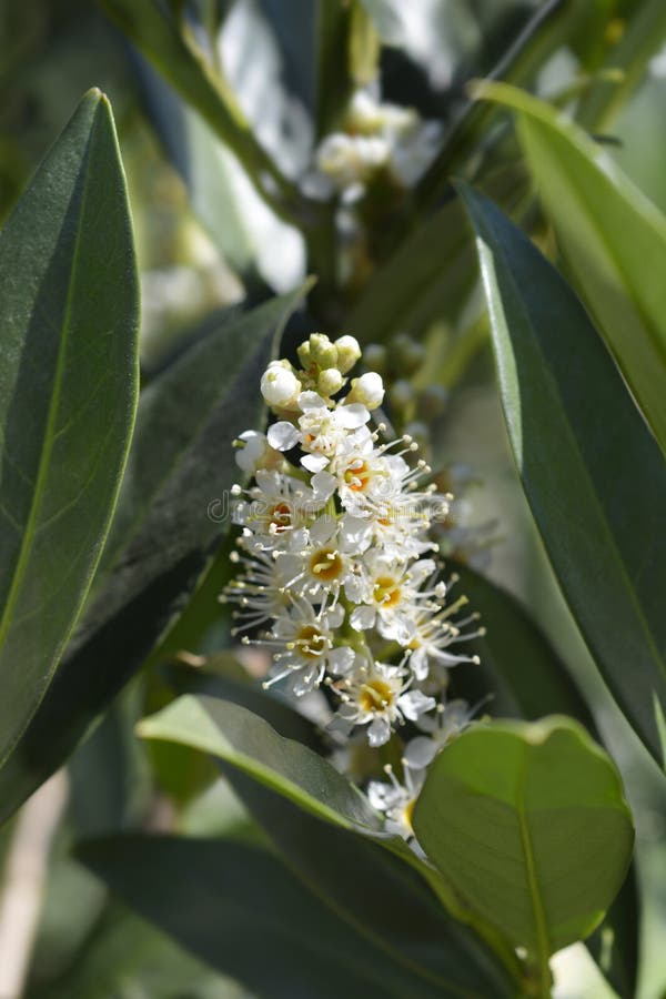 Laurel cherry stock photo. Image of english, common - 186350946
