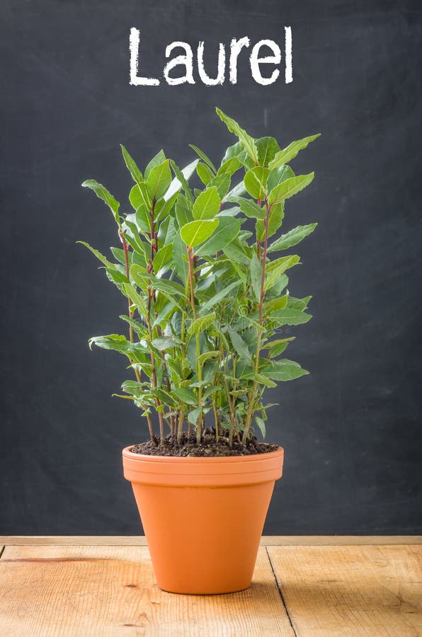Laurus Pot Stock Photos - Free & Royalty-Free Stock Photos from Dreamstime