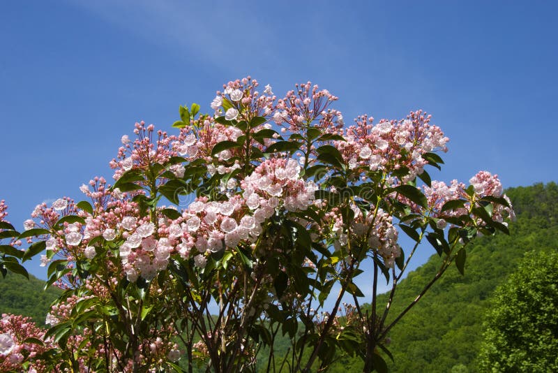 Arbusto De Laurel De Montaña Imagen de archivo - Imagen de racimos ...
