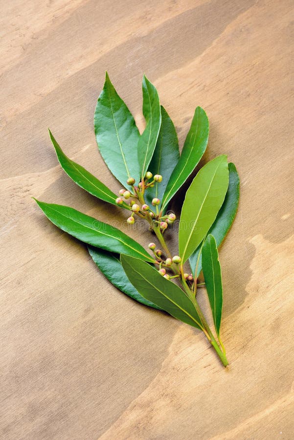 Laurel aislado en blanco foto de archivo. Imagen de pista - 29712204