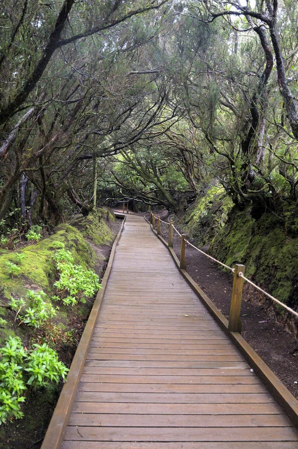 Laurel Forest. Anaga.Tenerife Stock Image - Image of tranquility ...