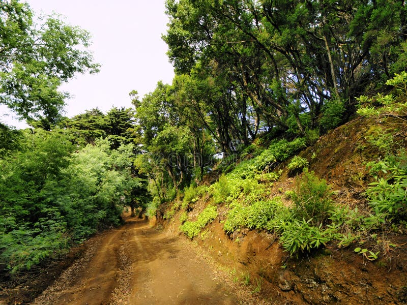 Laurel Forest stock image. Image of botany, landscape - 32740747