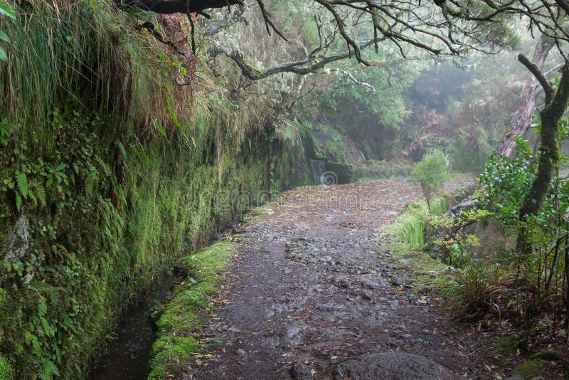 Laurel forest on Madeira stock photo. Image of laurisilva - 37754342