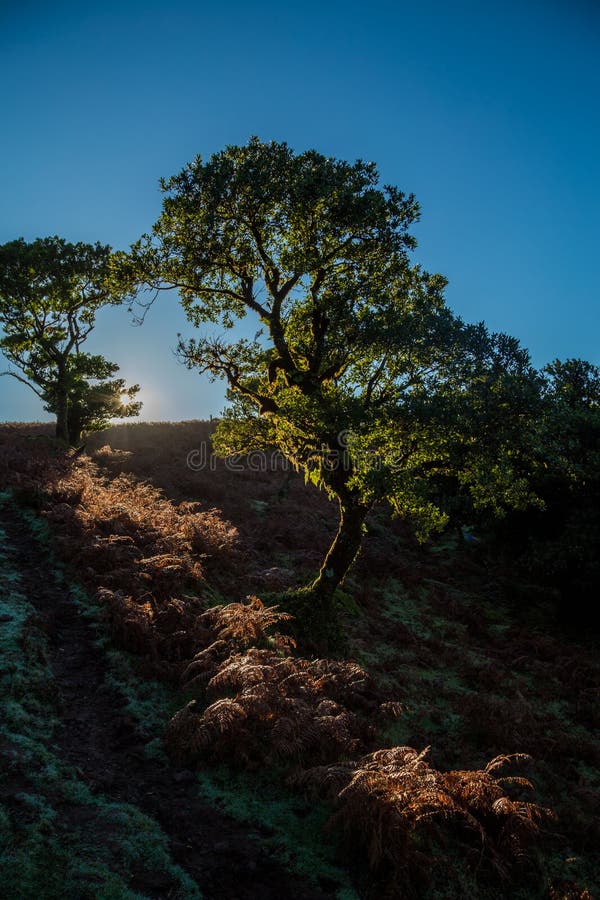 Laurel Forests Fanal Madeira Stock Image - Image of fanal, adults ...