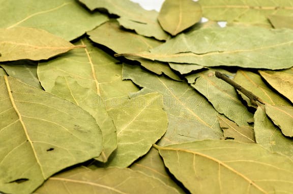 Laurel leaf stock photo. Image of leaf, fragrantgreen - 12909176