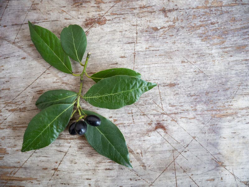 Laurel Leaf and Bay Fruit. Branches on Old Wood Background Stock Image ...