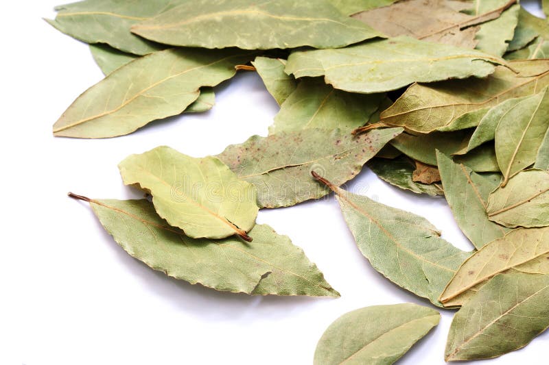 Laurel Leaf Isolated on White Stock Image - Image of view, leaves ...