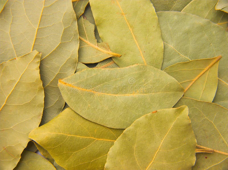 Laurel leafs stock image. Image of closeup, aromatic, laurel - 3267925