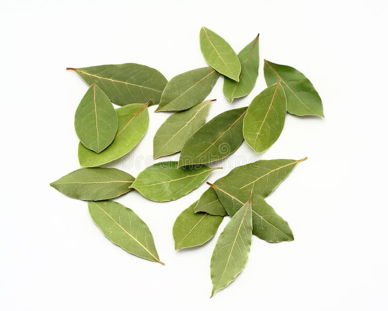 Laurel leaves. stock image. Image of leaf, organic, flavor - 23328867