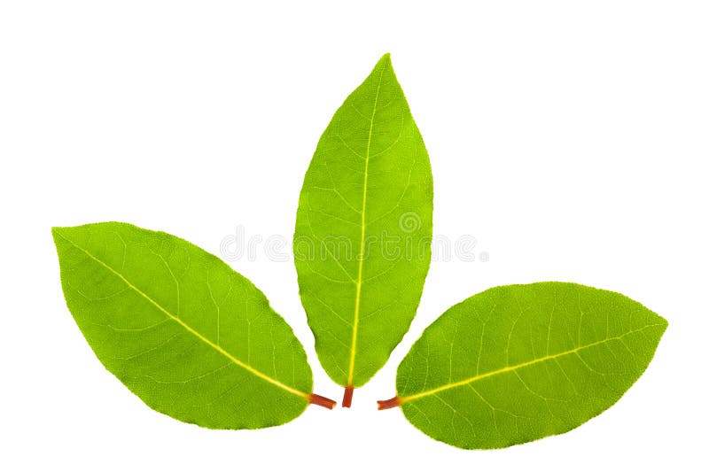 Laurel leaves stock image. Image of seasonings, seasoning - 26226457