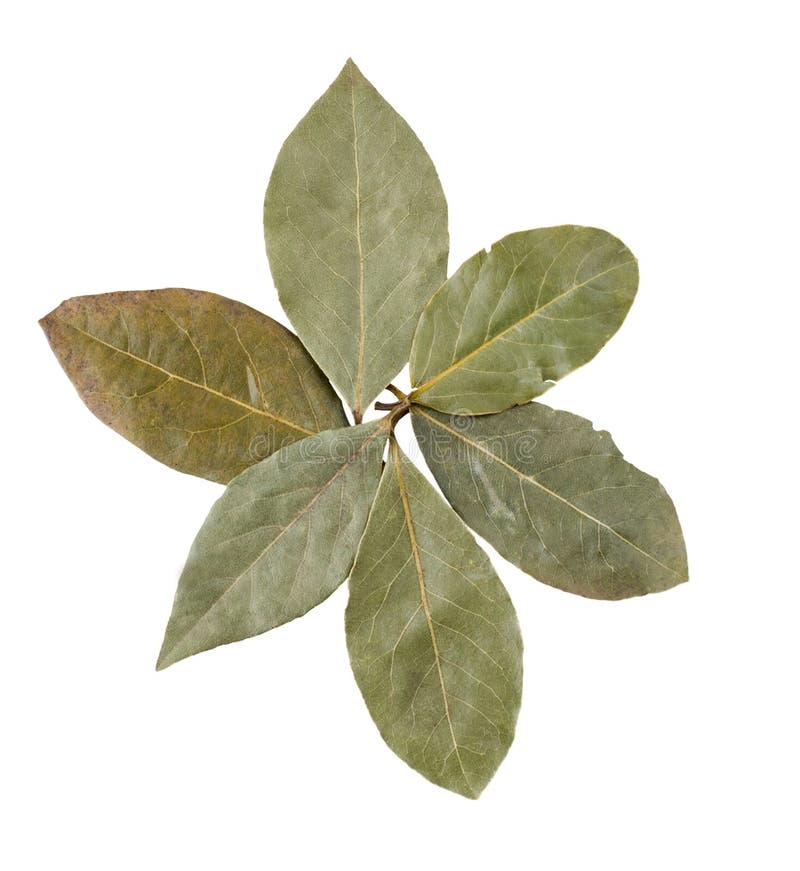 Laurel leaves stock image. Image of taste, path, vein - 4989469