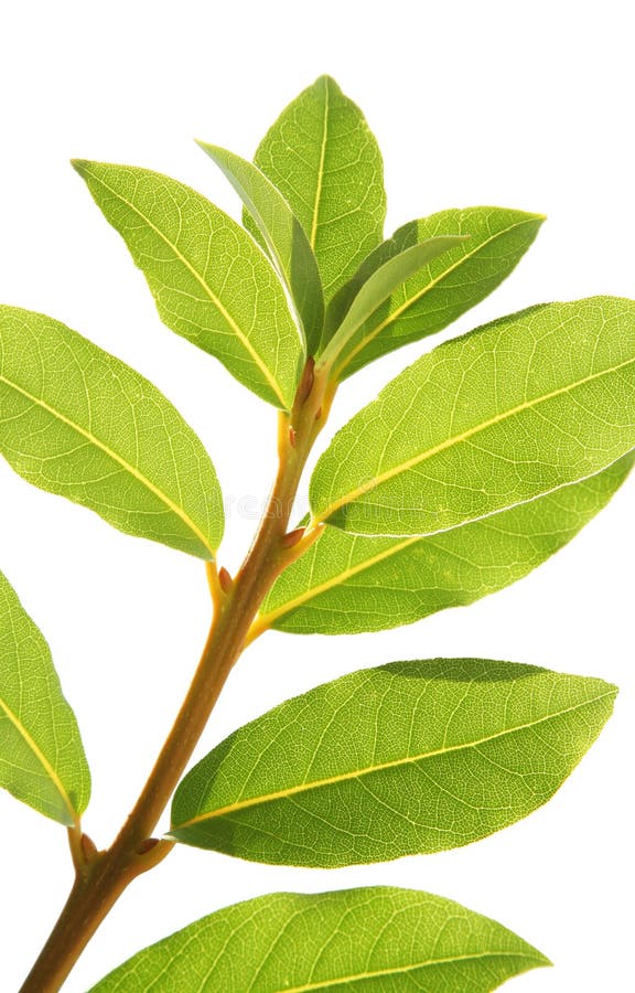 Laurel leaves stock image. Image of spring, vitality, tree - 5174899