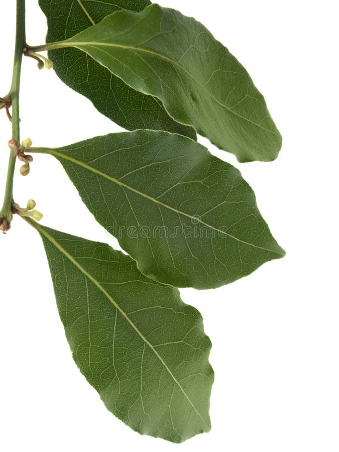 Laurel leaves stock photo. Image of fresh, bunch, laurel - 6760398