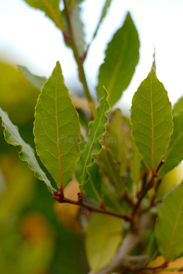 Laurel Leaves Branch stock image. Image of cooking, leaf - 15367465