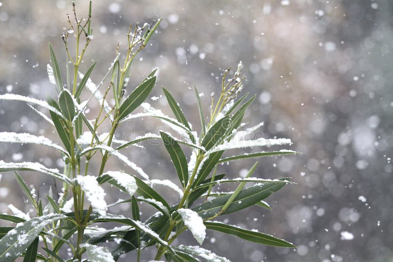 Laurel Leaves Branches Under Snow Stock Photos - Free & Royalty-Free ...