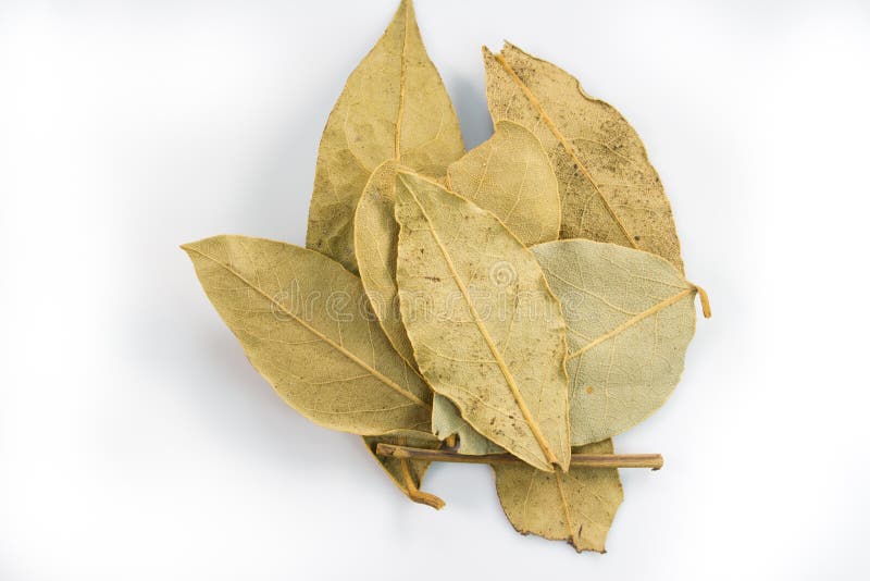 Laurel leaves stock photo. Image of spices, organic, herbal - 32073390