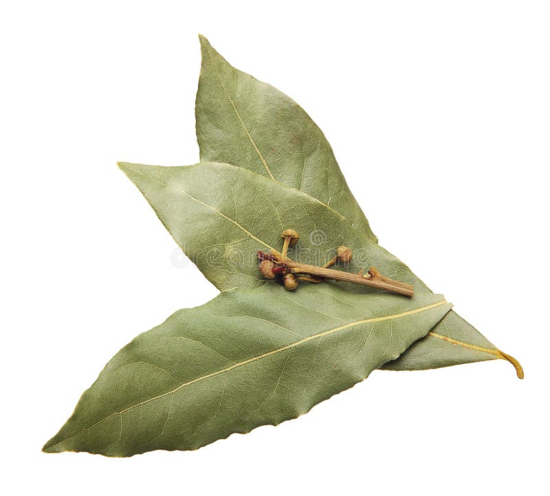 Laurel leaves isolated stock photo. Image of culture - 33043724