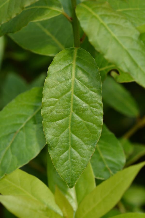 Laurel leaves stock photo. Image of outdoors, close - 149290974