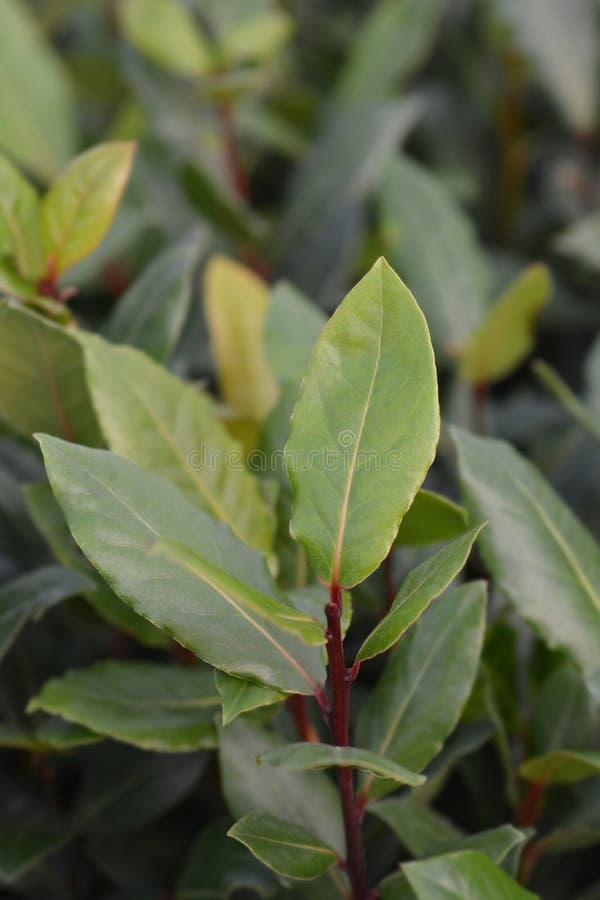 Laurel leaves stock photo. Image of grecian, botany - 233769898