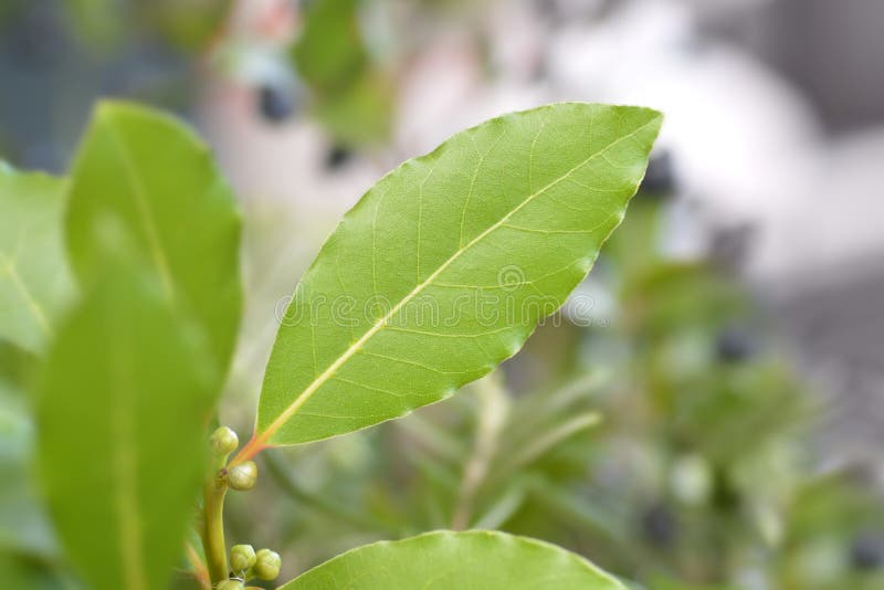 Laurel leaves stock photo. Image of greek, leaf, flower - 237319262