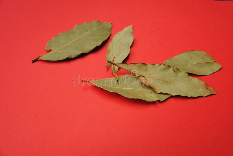 Laurel leaves stock image. Image of nature, laurel, leaf - 256263449