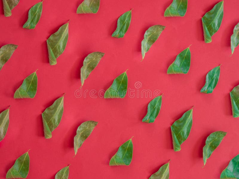 Laurel Leaves Pattern on Red Stock Photo - Image of flavor, aroma ...