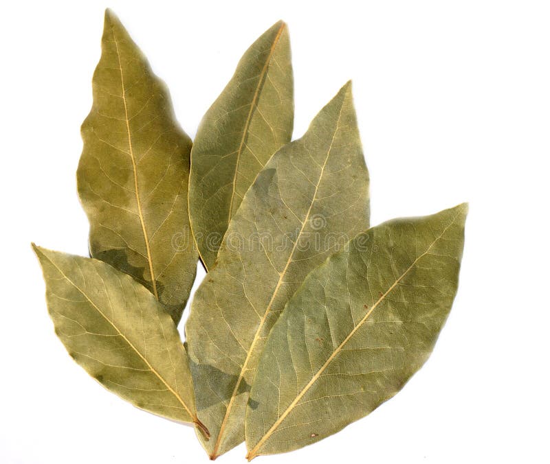 Laurel leaves stock image. Image of evergreen, leaves - 76424265